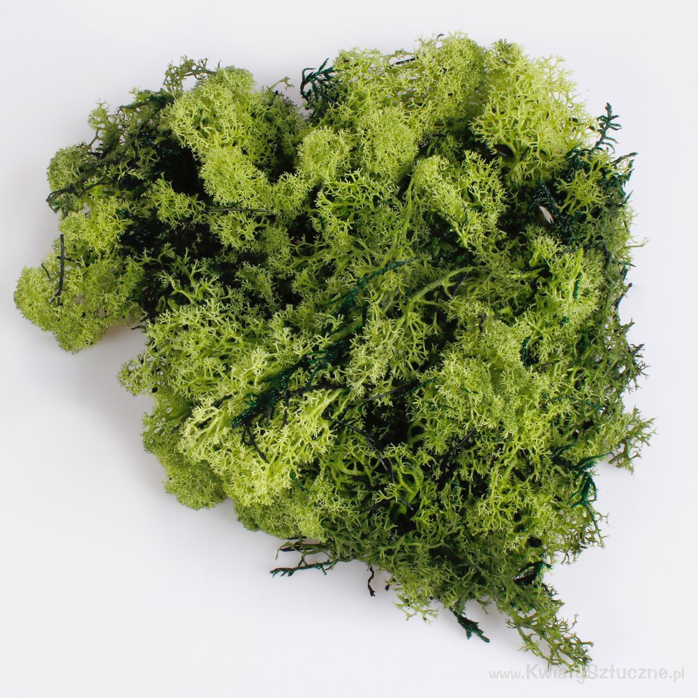 Mech chrobotek 100 g A713 - Natural Reindeer Moss
