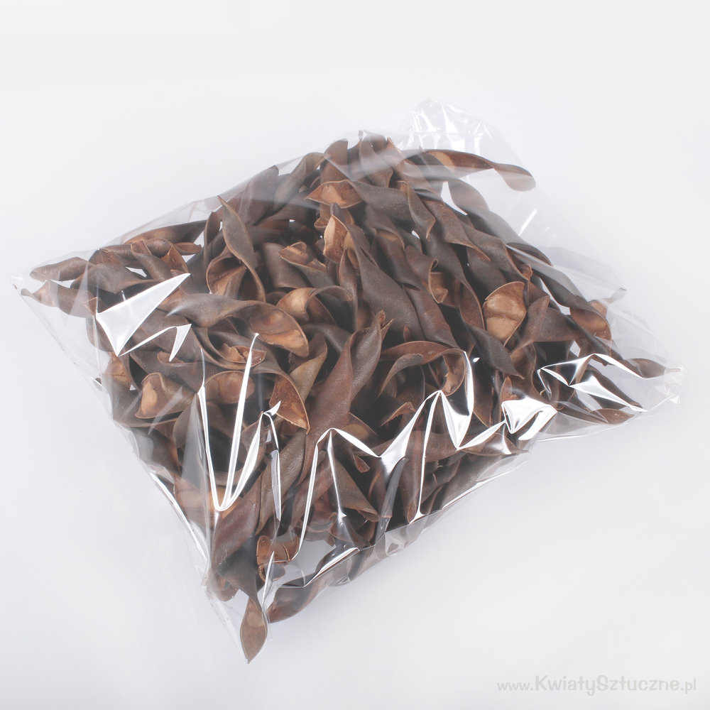 Screw bean (100 pcs.) Y015A - Decorative dried exotic plants