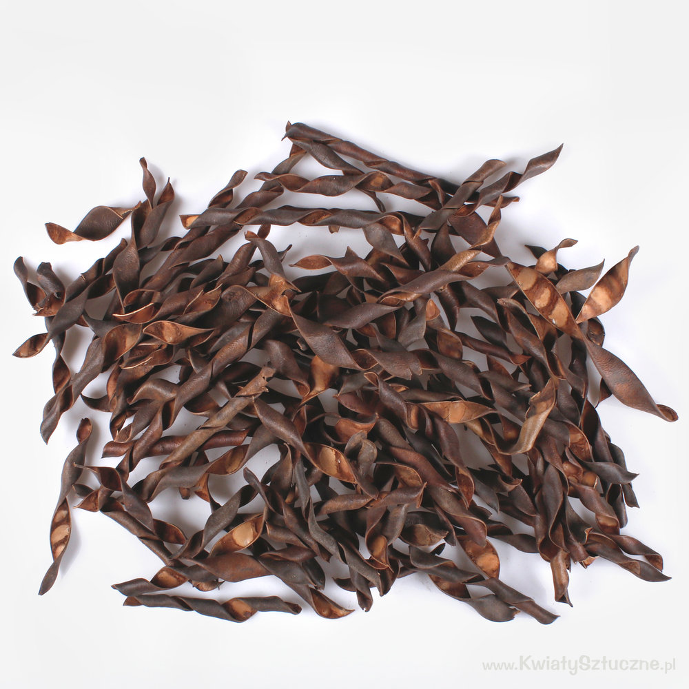 Screw bean (100 pcs.) Y015A - Decorative dried exotic plants