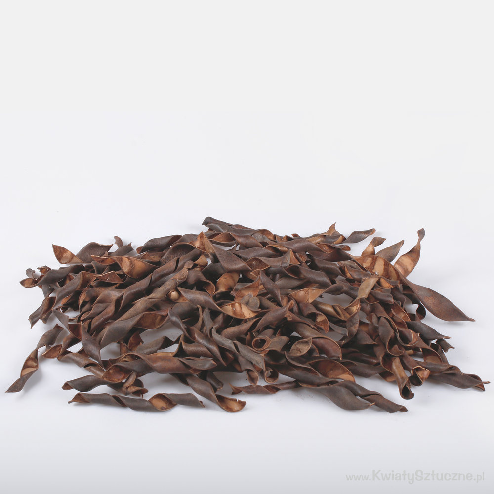 Screw bean (100 pcs.) Y015A - Decorative dried exotic plants